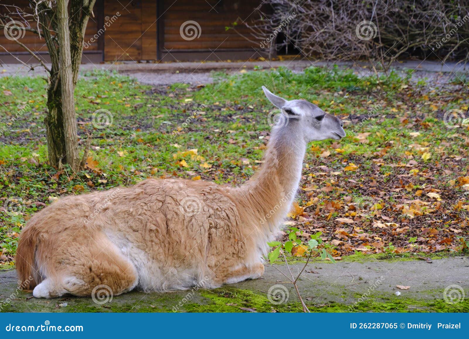 Lama Resting Lying Ground Against Background Fallen Yellowed Foliage ...