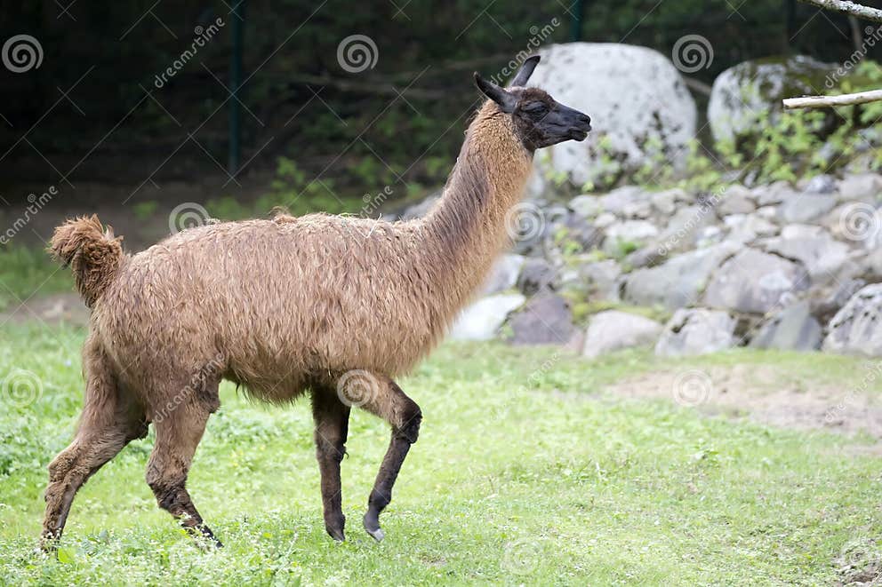 Lama in the run stock image. Image of grass, field, animal - 333011341