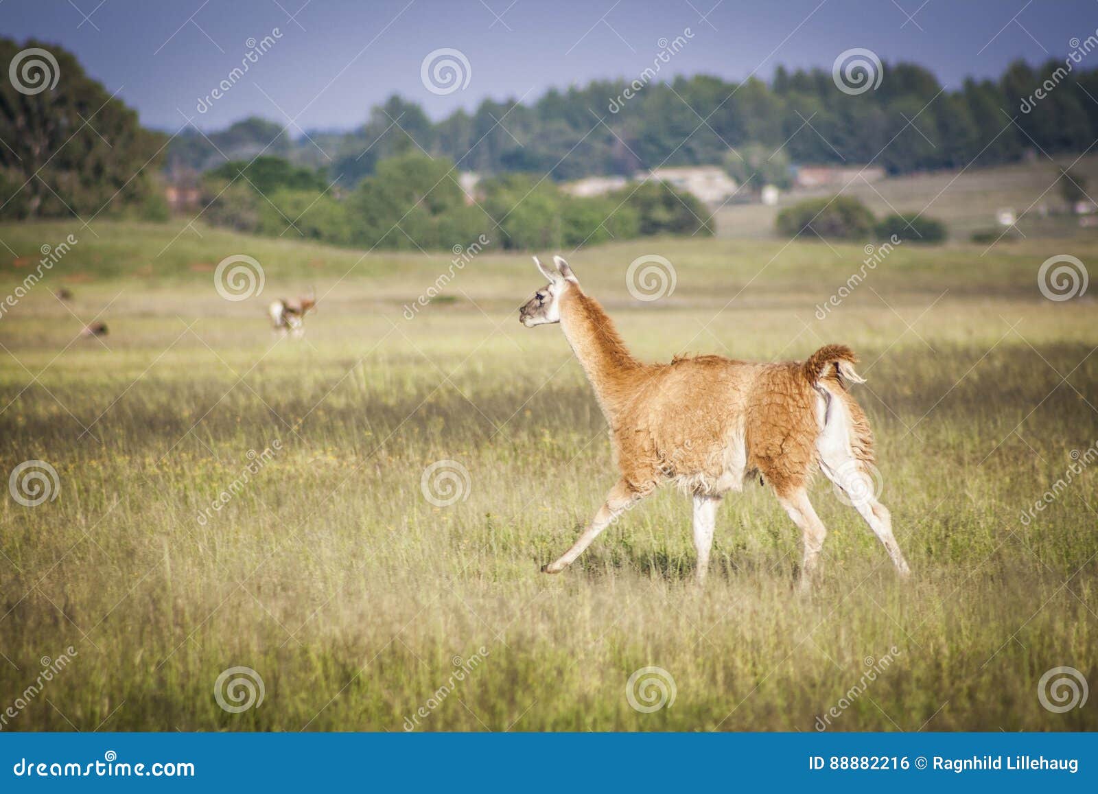Lama stock photo. Image of good, road, running, horizont - 88882216