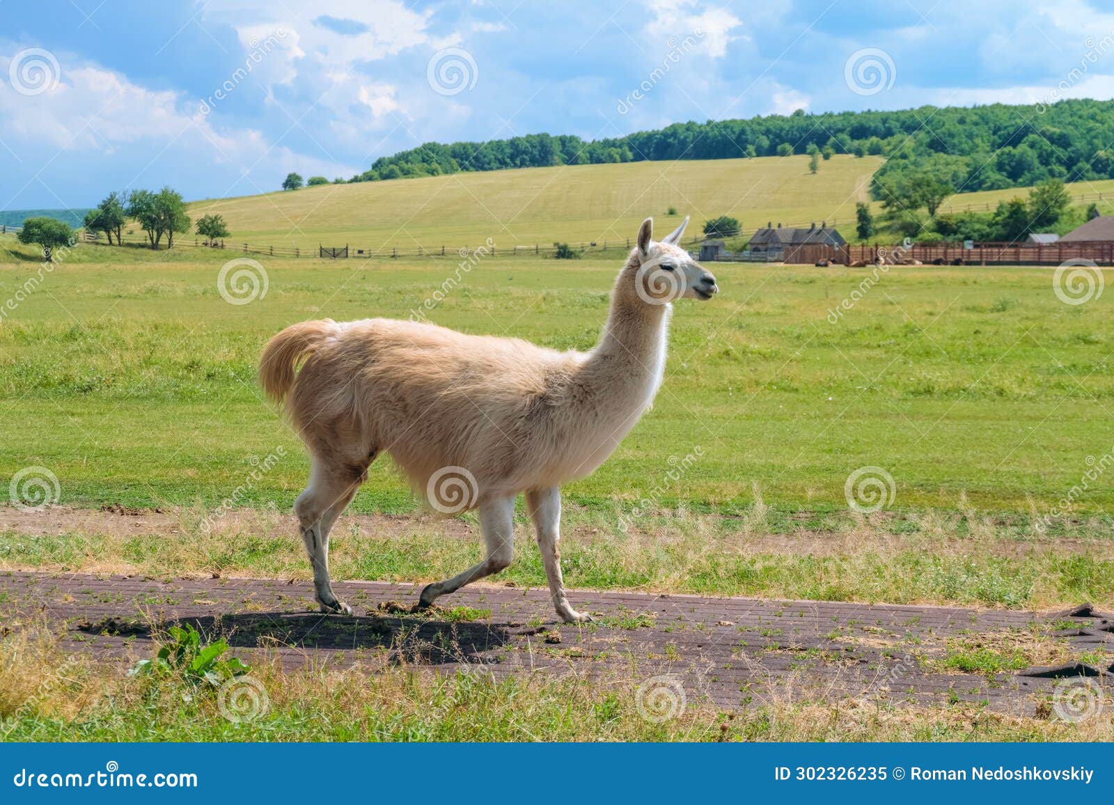 Lama Runs Along the Path in the Corral at the Farm Stock Image - Image ...