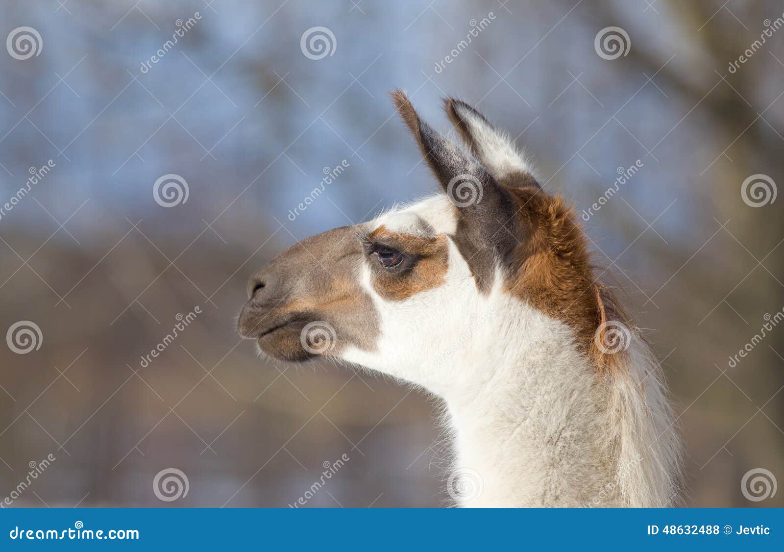 Lama s head stock photo. Image of livestock, lama, farming - 48632488