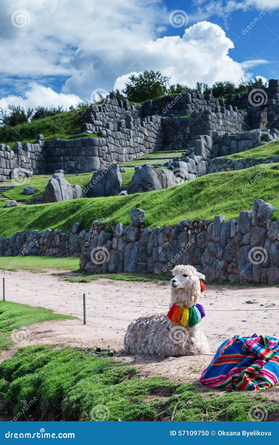 Lama at Sacsayhuaman in Cuzco, Peru. Stock Photo - Image of cusco ...