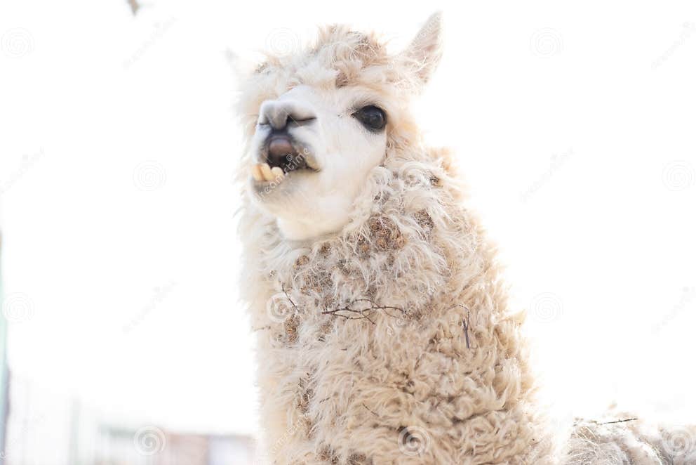 Lama shows us his teeth stock image. Image of face, lama - 163888149