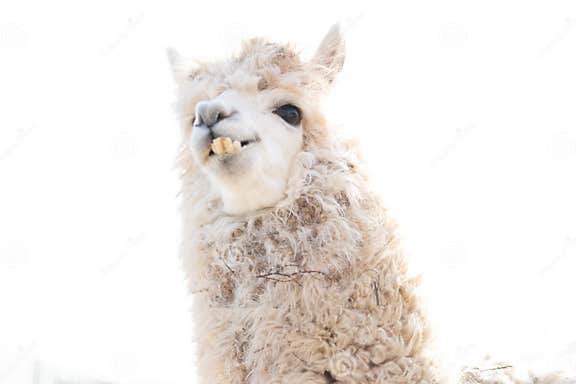 Lama shows us his teeth stock photo. Image of hair, fauna - 163893118
