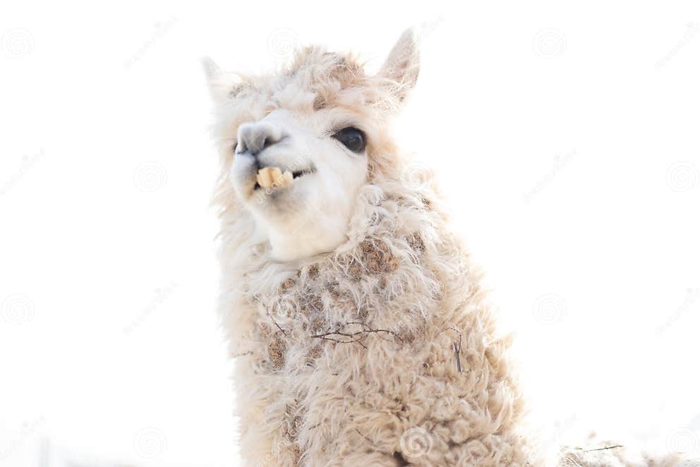Lama shows us his teeth stock photo. Image of hair, fauna - 163893118