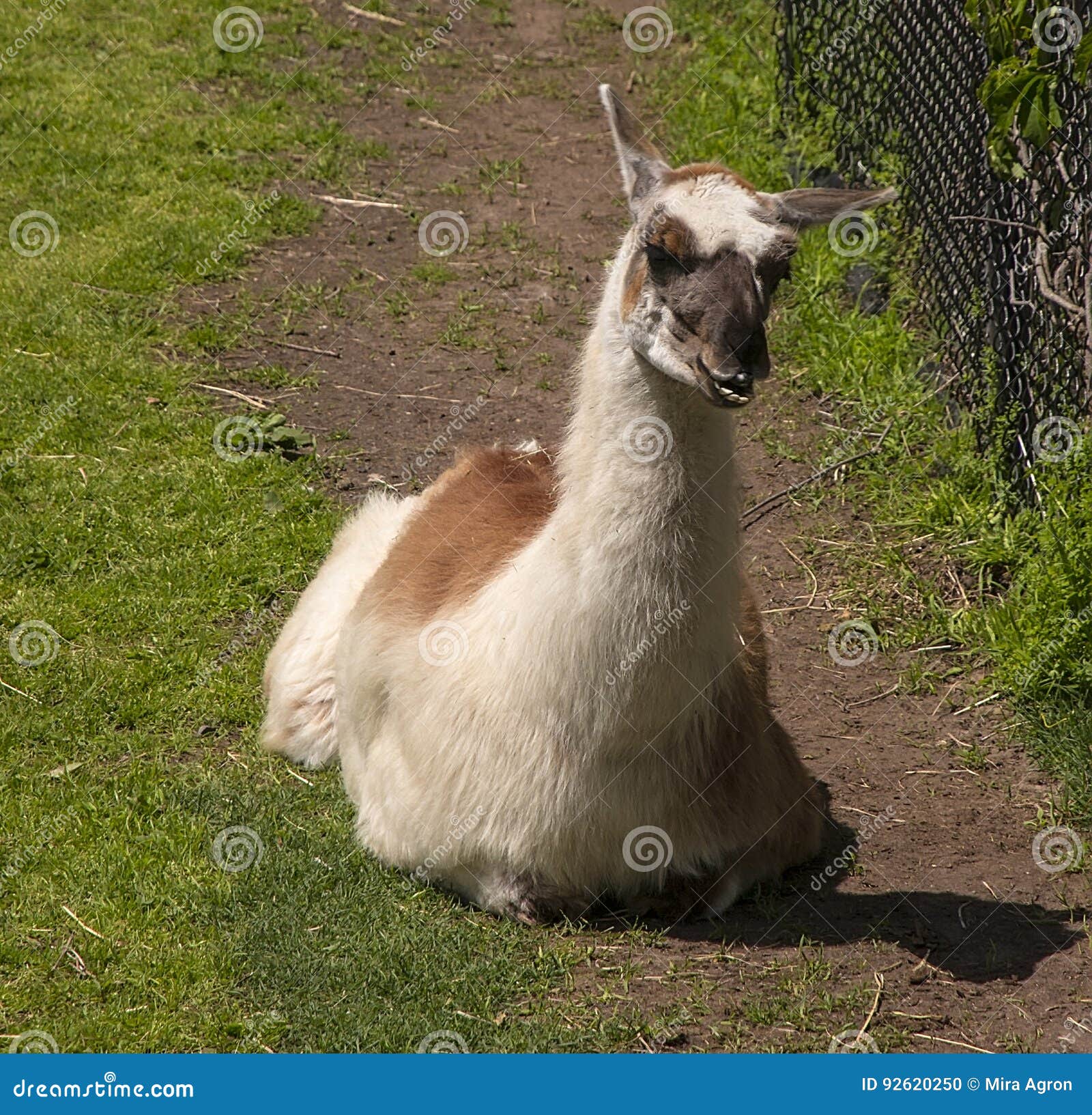 Lama stock photo. Image of sitting, west, back, furry - 92620250