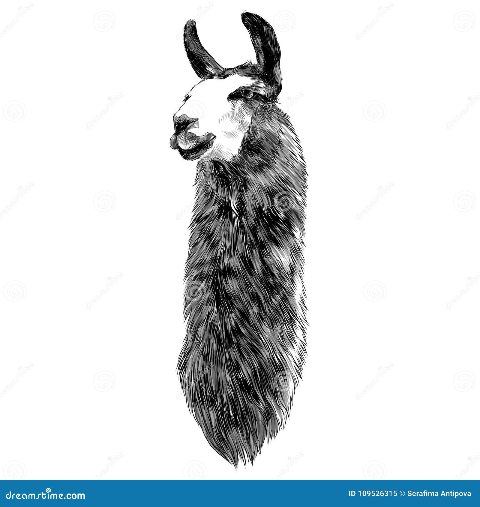 The Head Lama Sketch Vector Graphics Stock Vector - Illustration of ...