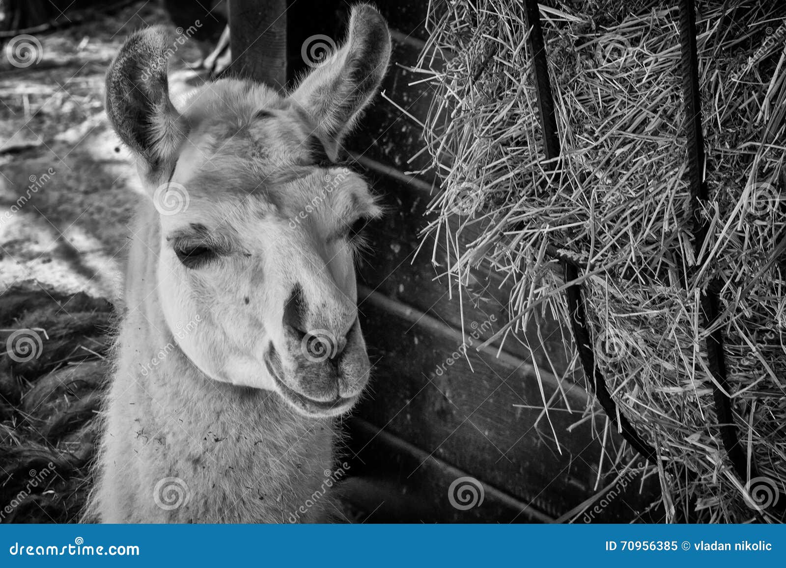 Lama stock image. Image of sleeping, animal, good, sliping - 70956385