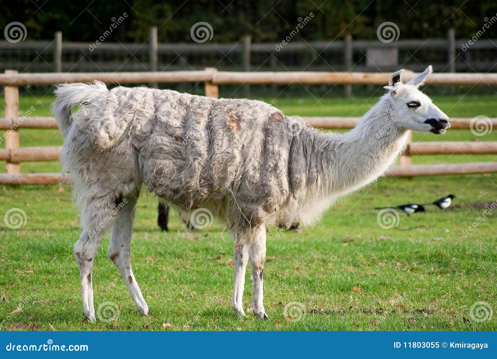A Lama Standing in a Grassy Farm Stock Image - Image of vertebrate ...
