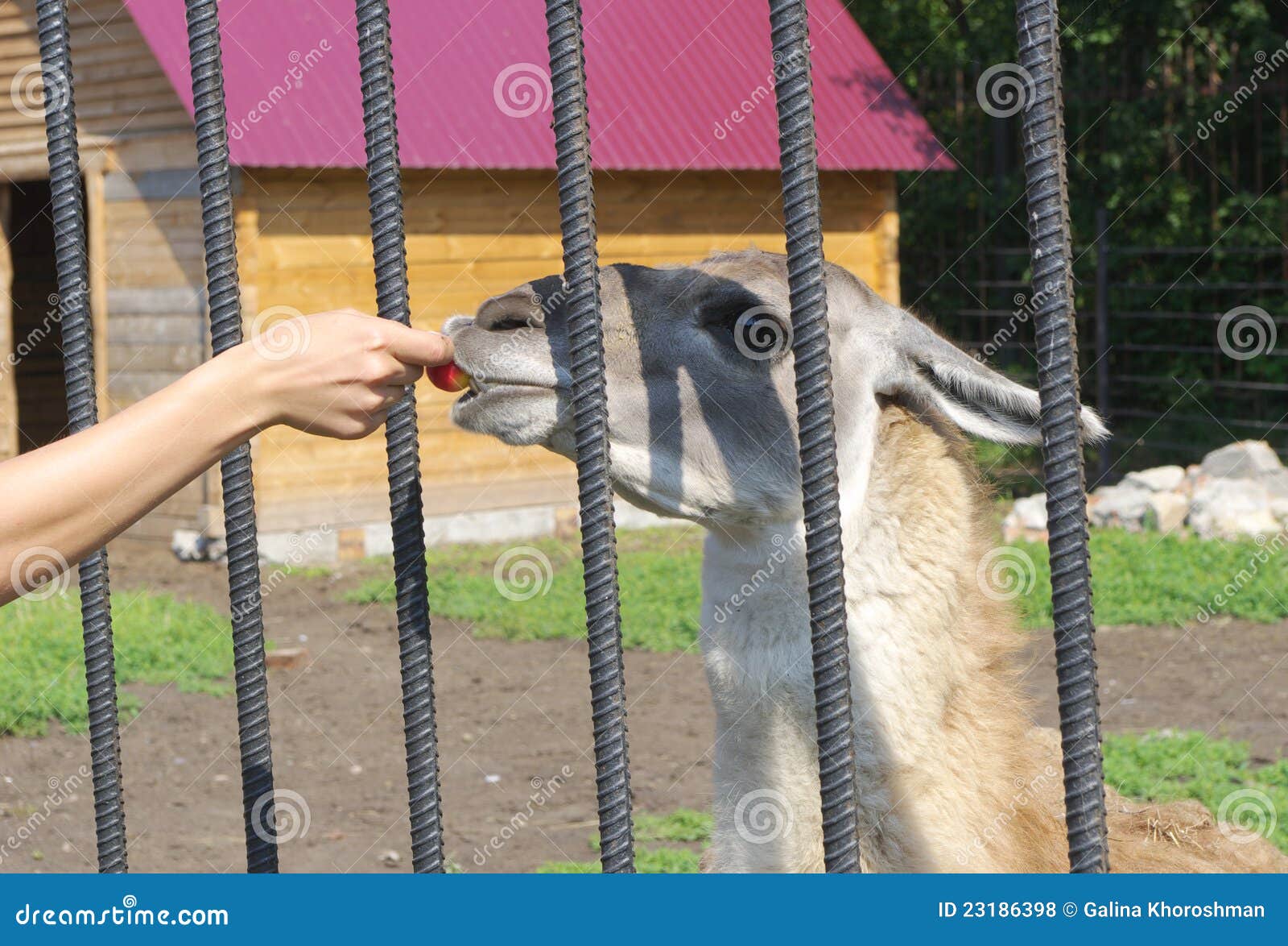 Lama takes food from hand stock photo. Image of enclosure - 23186398