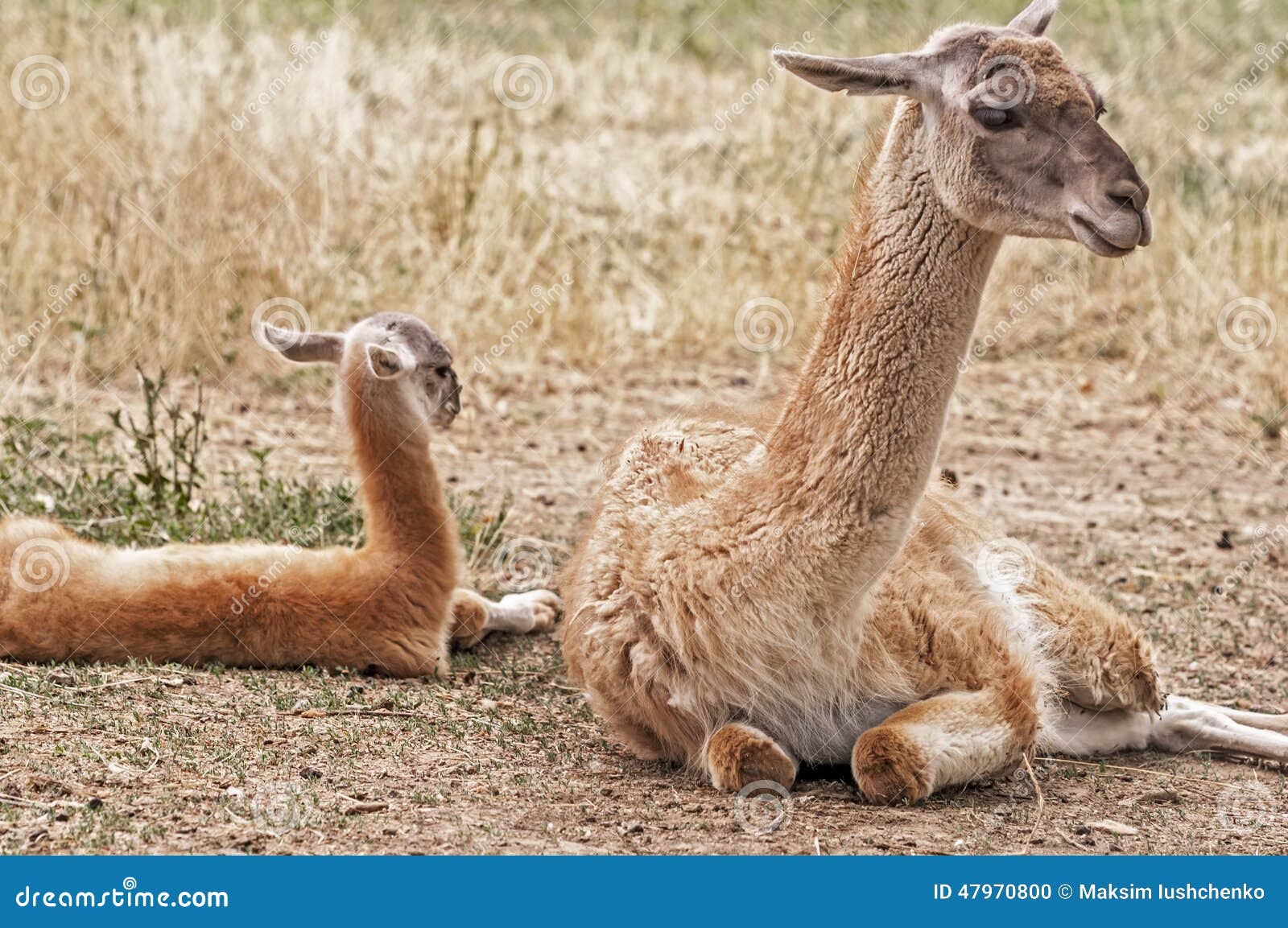 Lama stock photo. Image of mammals, face, colored, color - 47970800