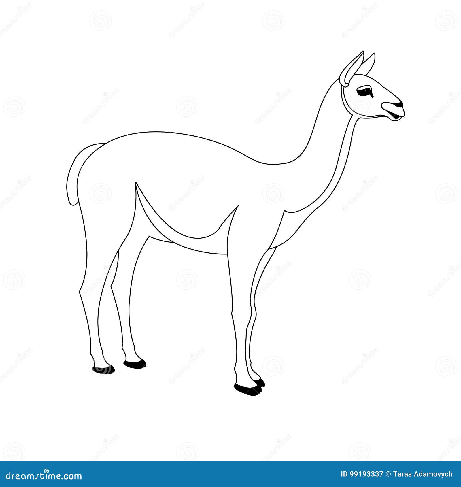 Lama Vector Illustration Line Drawing Stock Vector - Illustration of ...