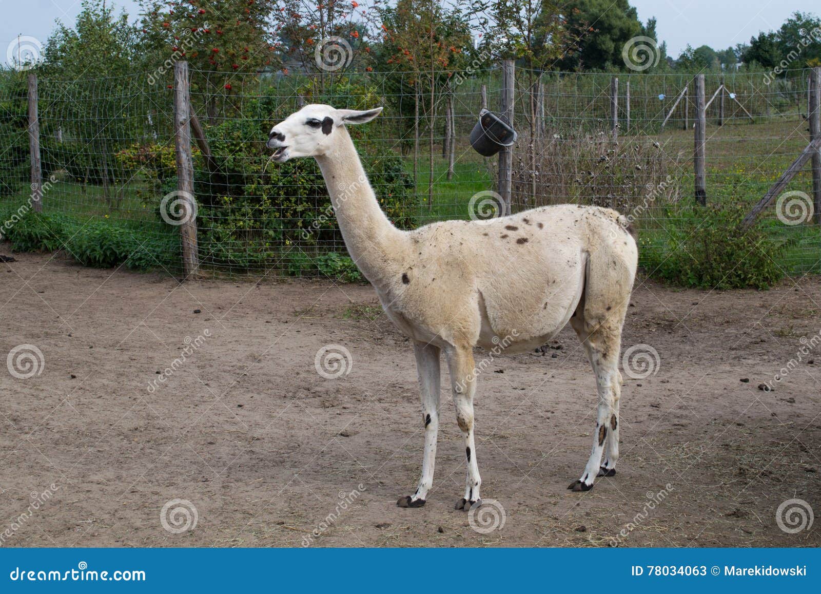 Lama - white and fluffy stock image. Image of guanaco - 78034063