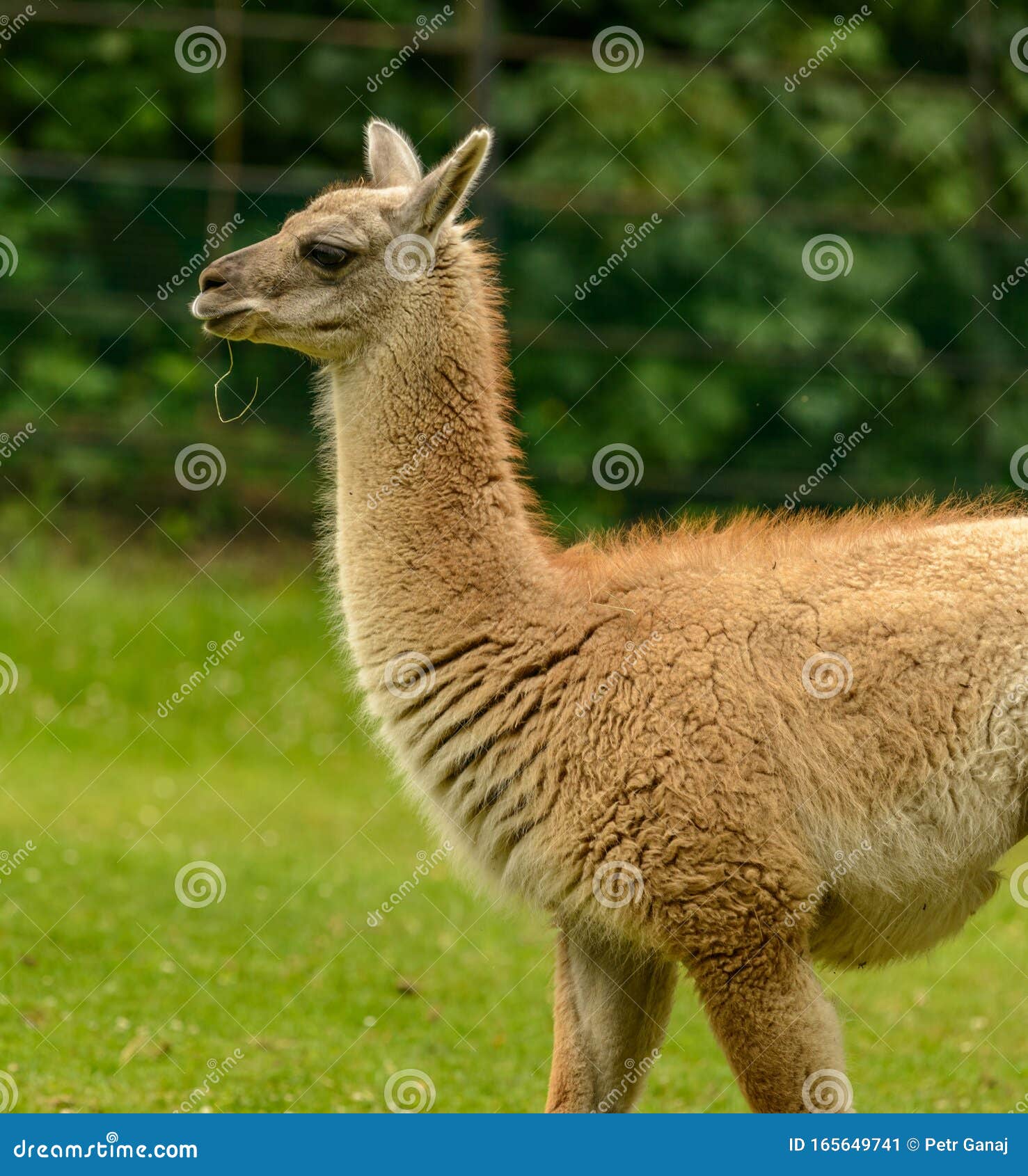 Lama in the Zoo Chewing Hey Stock Image - Image of llama, chile: 165649741