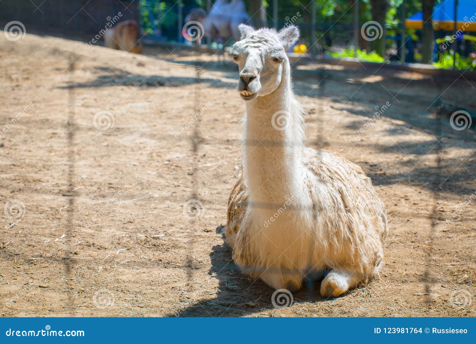 Lama in the zoo stock photo. Image of dreaming, mammal - 123981764