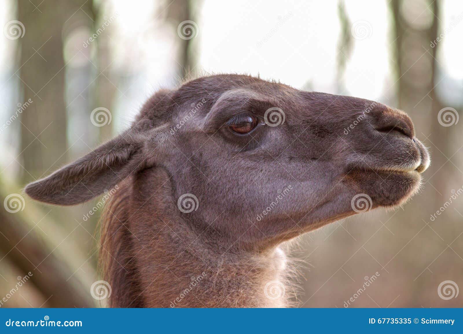 Lama at the zoo stock image. Image of horizontal, lama - 67735335