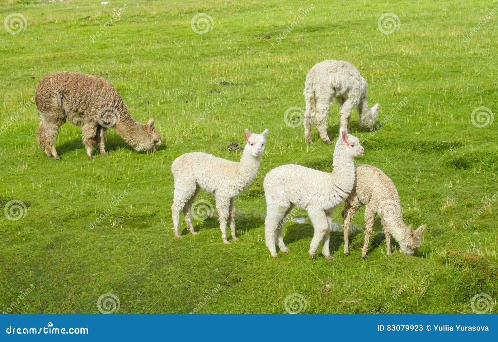 Lamaa herd eating grass stock image. Image of farm, animals - 83079923
