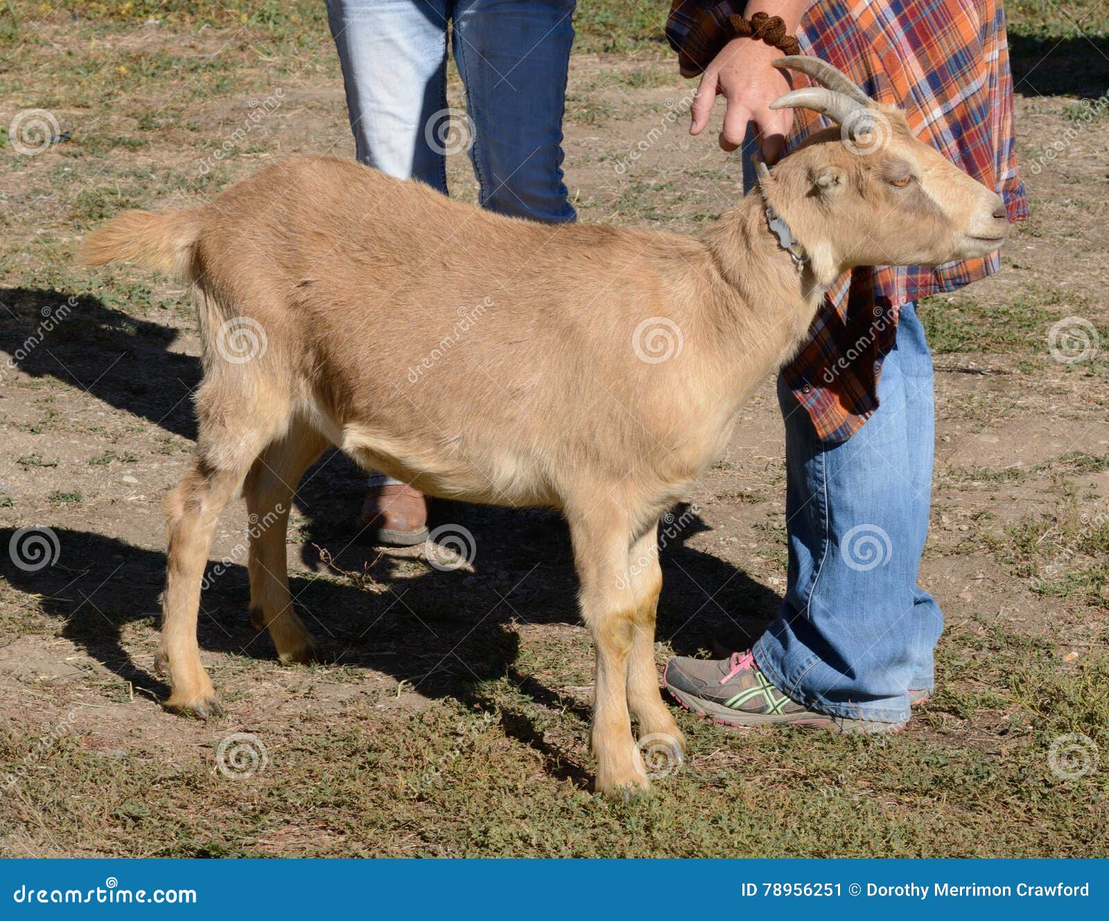 LaMancha Goat Royalty-Free Stock Photo | CartoonDealer.com #20044965