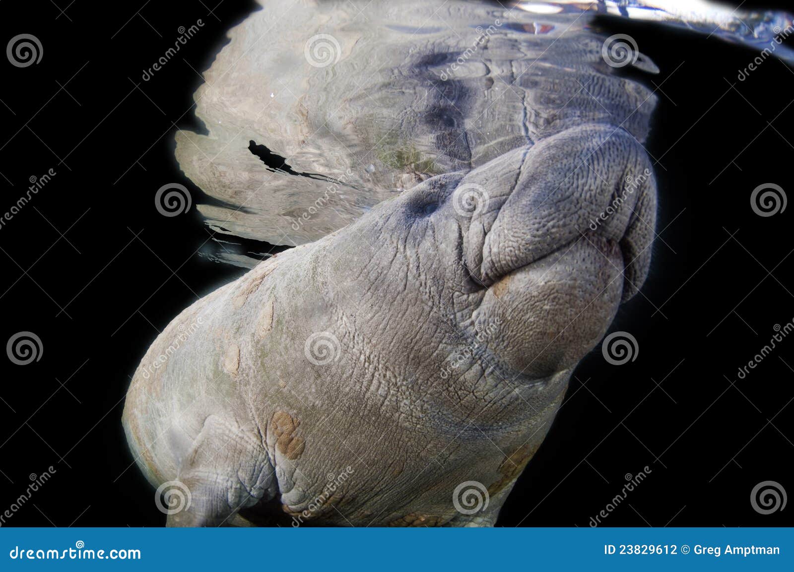 Lamantin photo stock. Image du durée, désert, pègre, cristal - 23829612