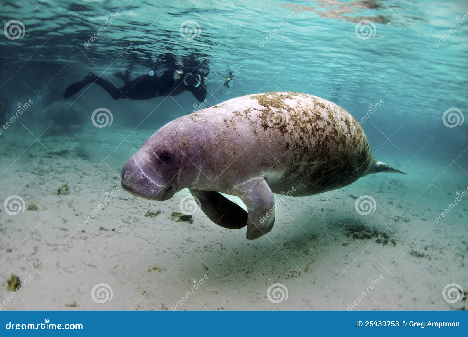 Lamantin image stock. Image du endangered, atlantique - 25939753