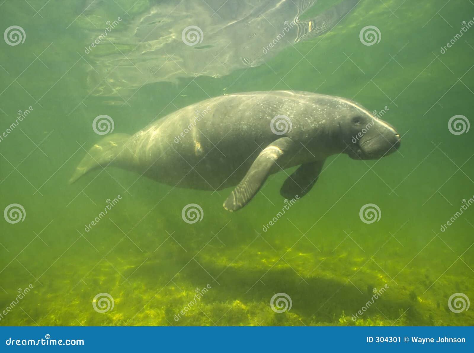 Lamantin image stock. Image du tranquille, faune, marin - 304301