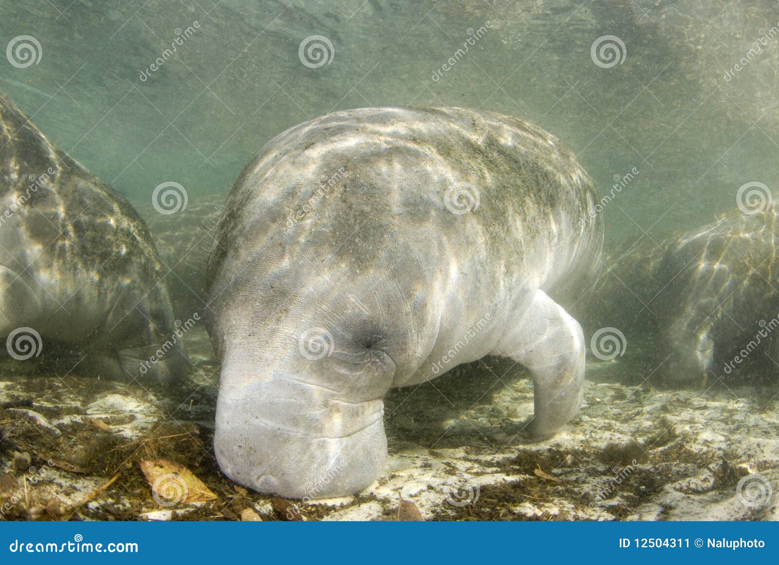 Lamantin de forager image stock. Image du saumâtre, marin - 12504311