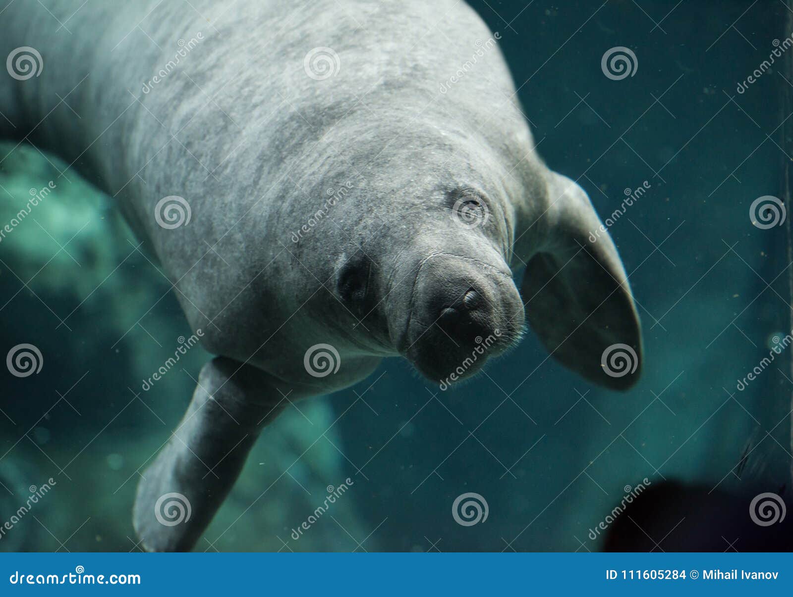 Lamantin Nageant Sous L'eau Photo stock - Image du marin, paisible ...