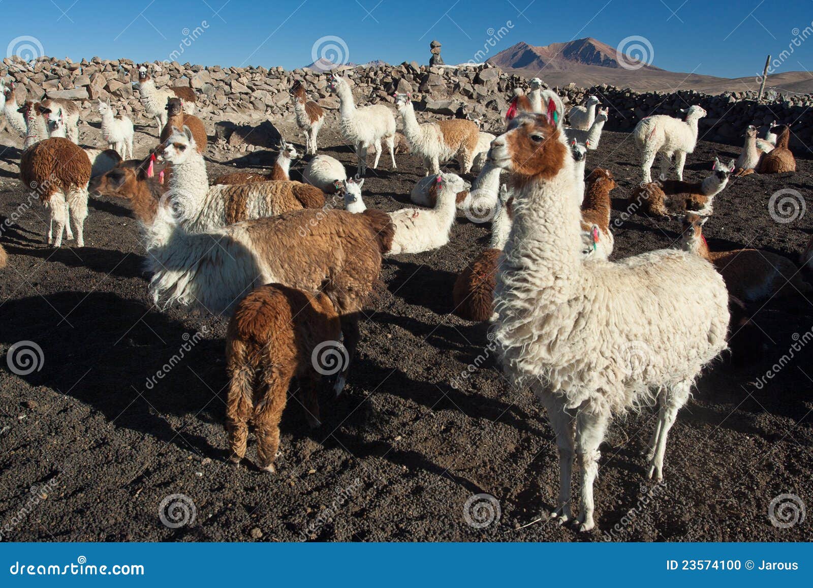 Lamas stock photo. Image of lama, fauna, dune, beautiful - 23574100