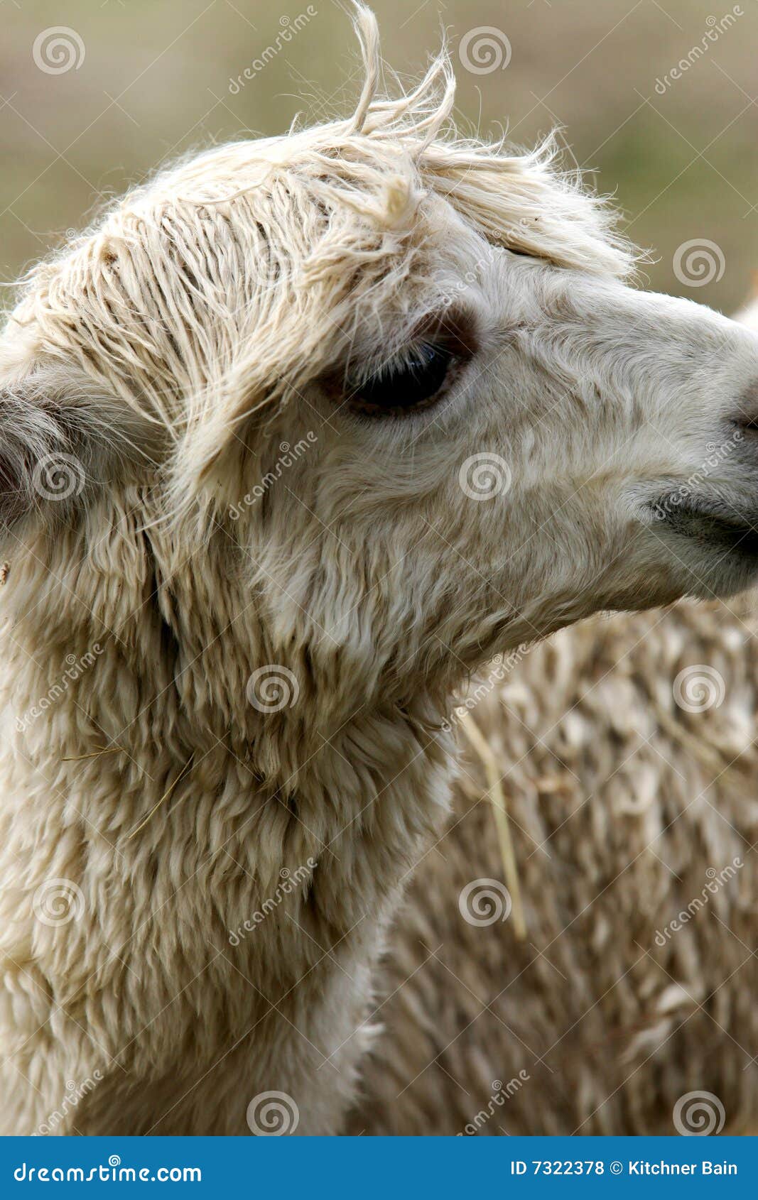 Lamas stock photo. Image of american, animals, lamas, farm - 7322378