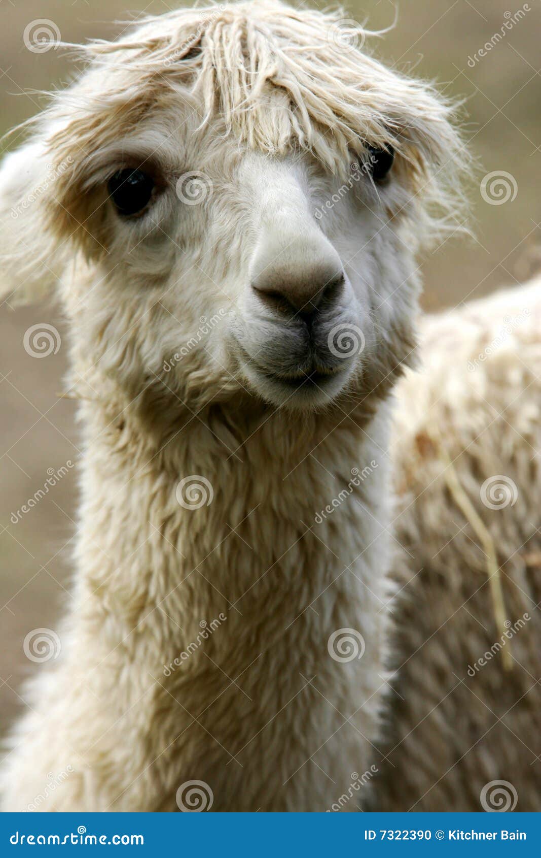 Lamas stock photo. Image of lama, south, animals, short - 7322390