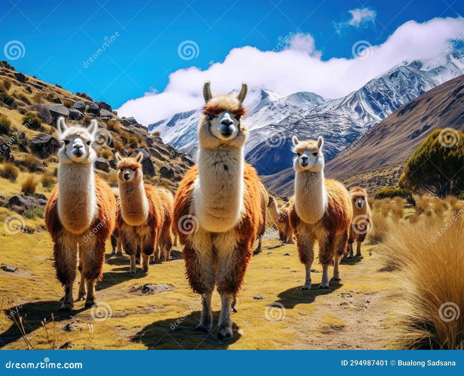 Lamas stock illustration. Illustration of lamas, bolivia - 294987401