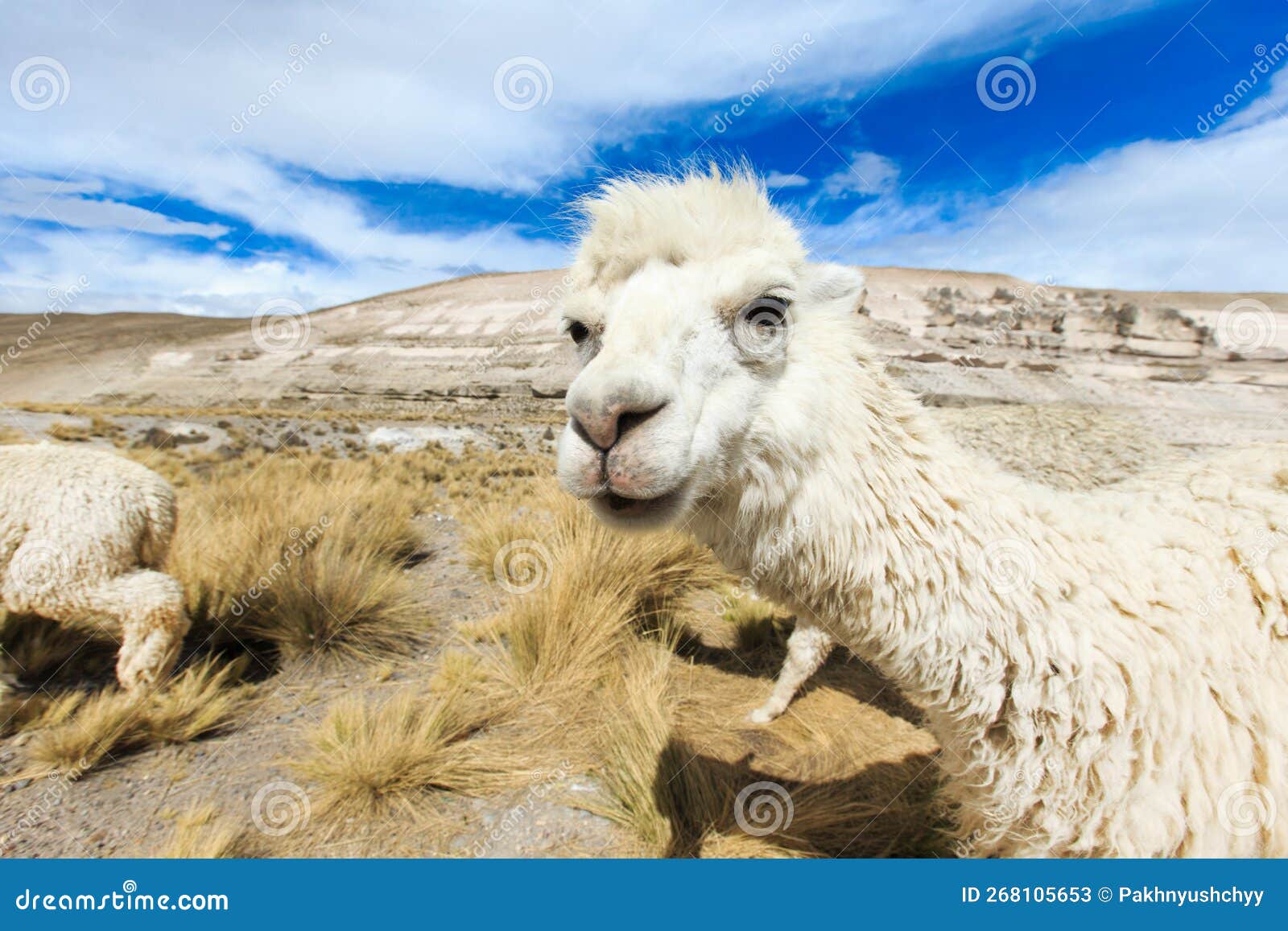Lamas in Andes,Mountains stock image. Image of curly - 268105653