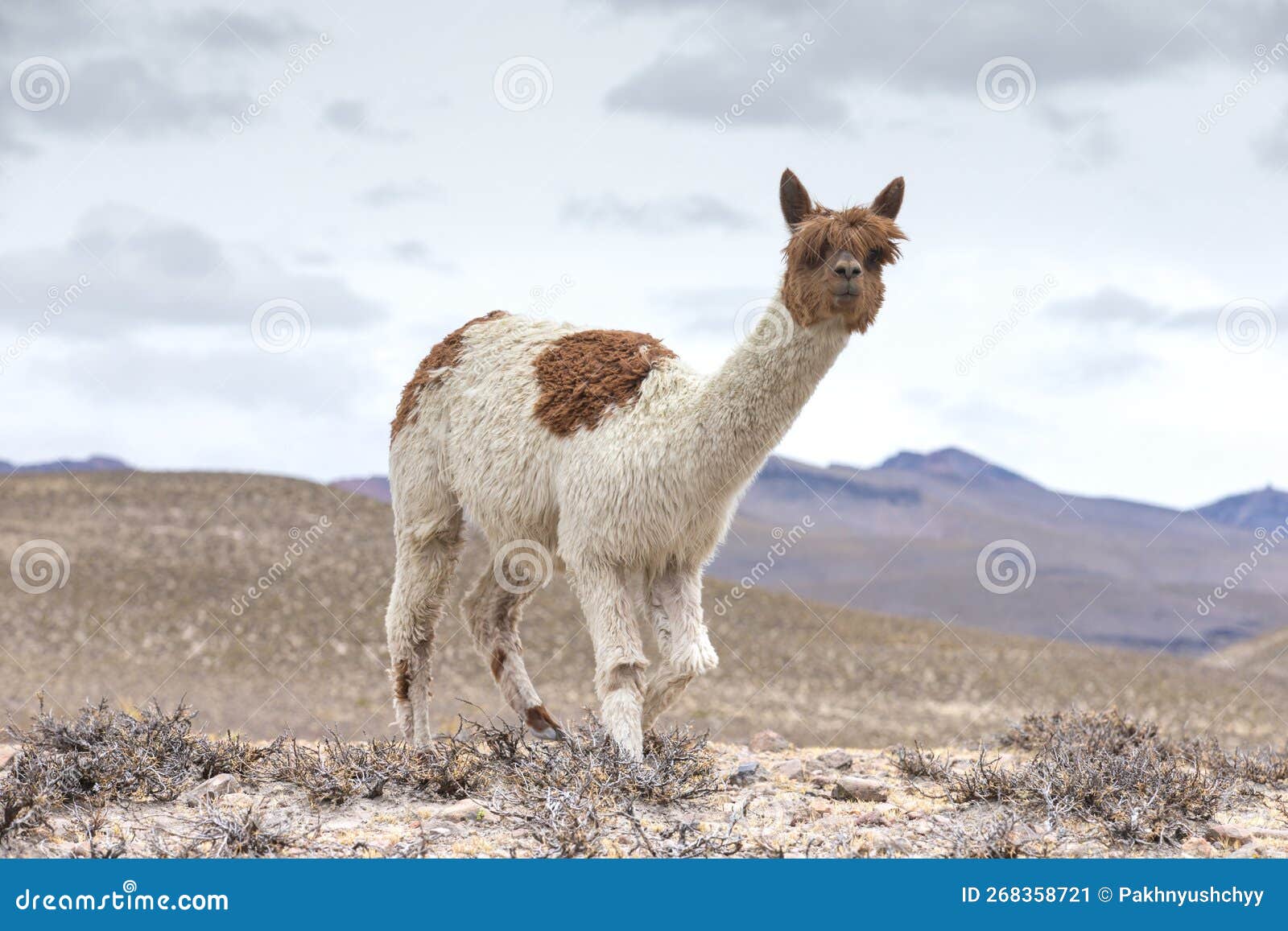 Lamas in Andes,Mountains stock image. Image of altiplano - 268358721