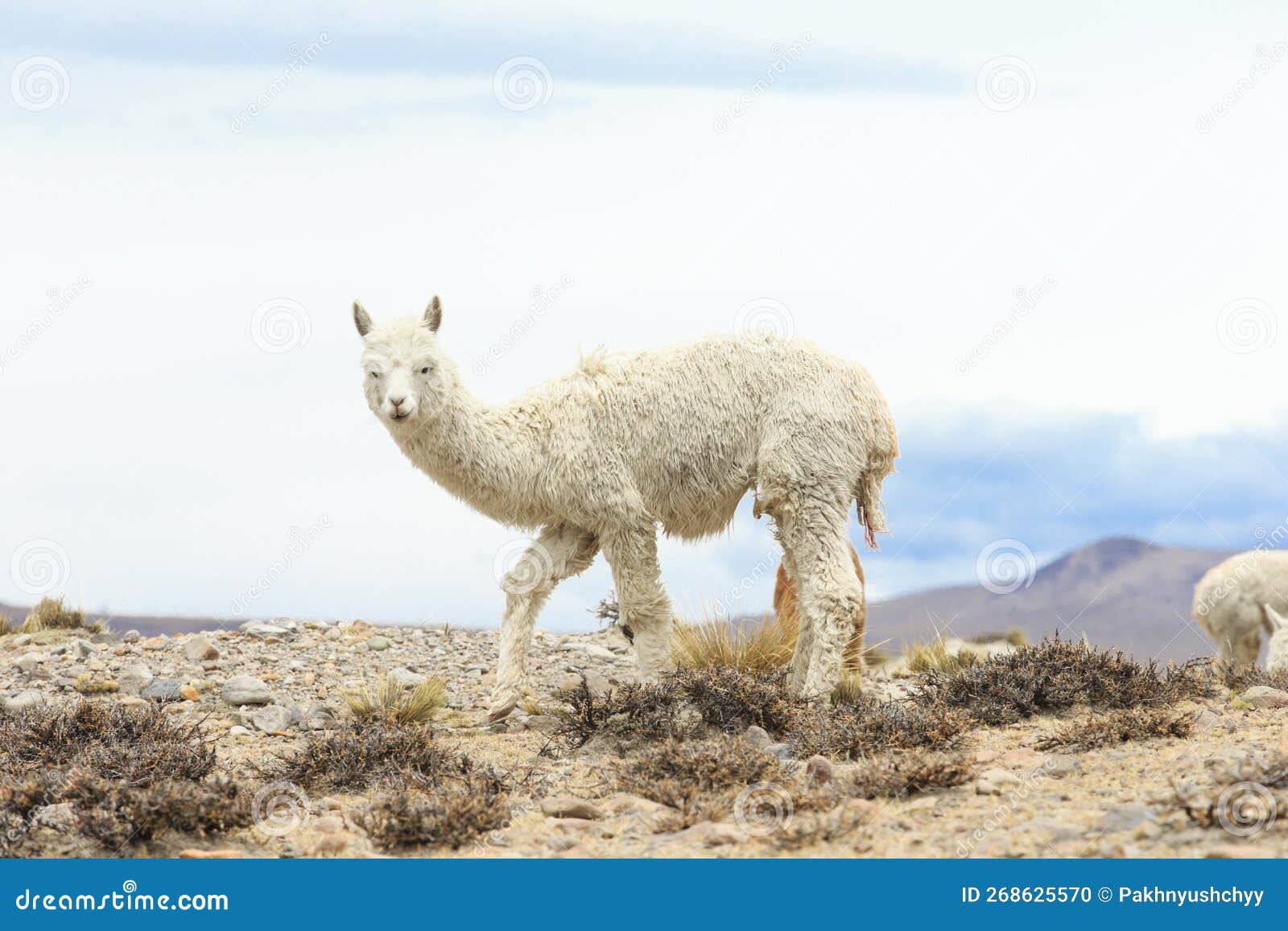 Lamas in Andes,Mountains stock photo. Image of farm - 268625570