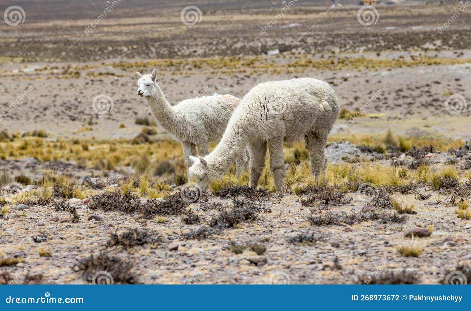 Lamas in Andes,Mountains stock photo. Image of altiplano - 268973672