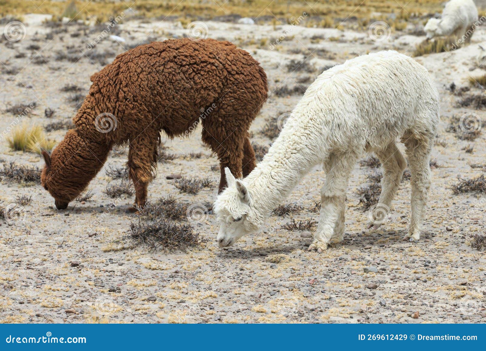 Lamas in Andes,Mountains stock image. Image of life - 269612429