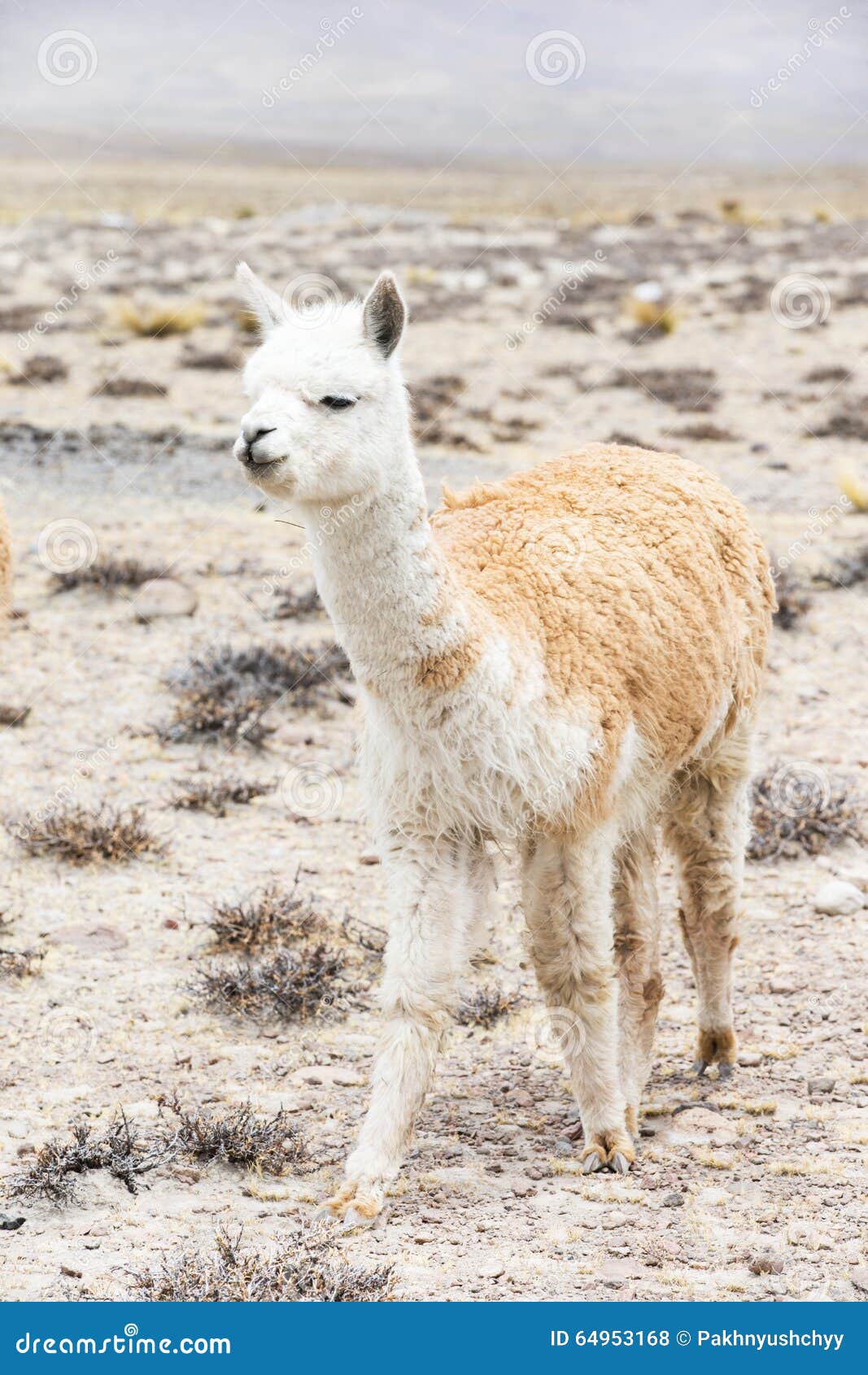 Lamas stock photo. Image of farming, domestic, chile - 64953168