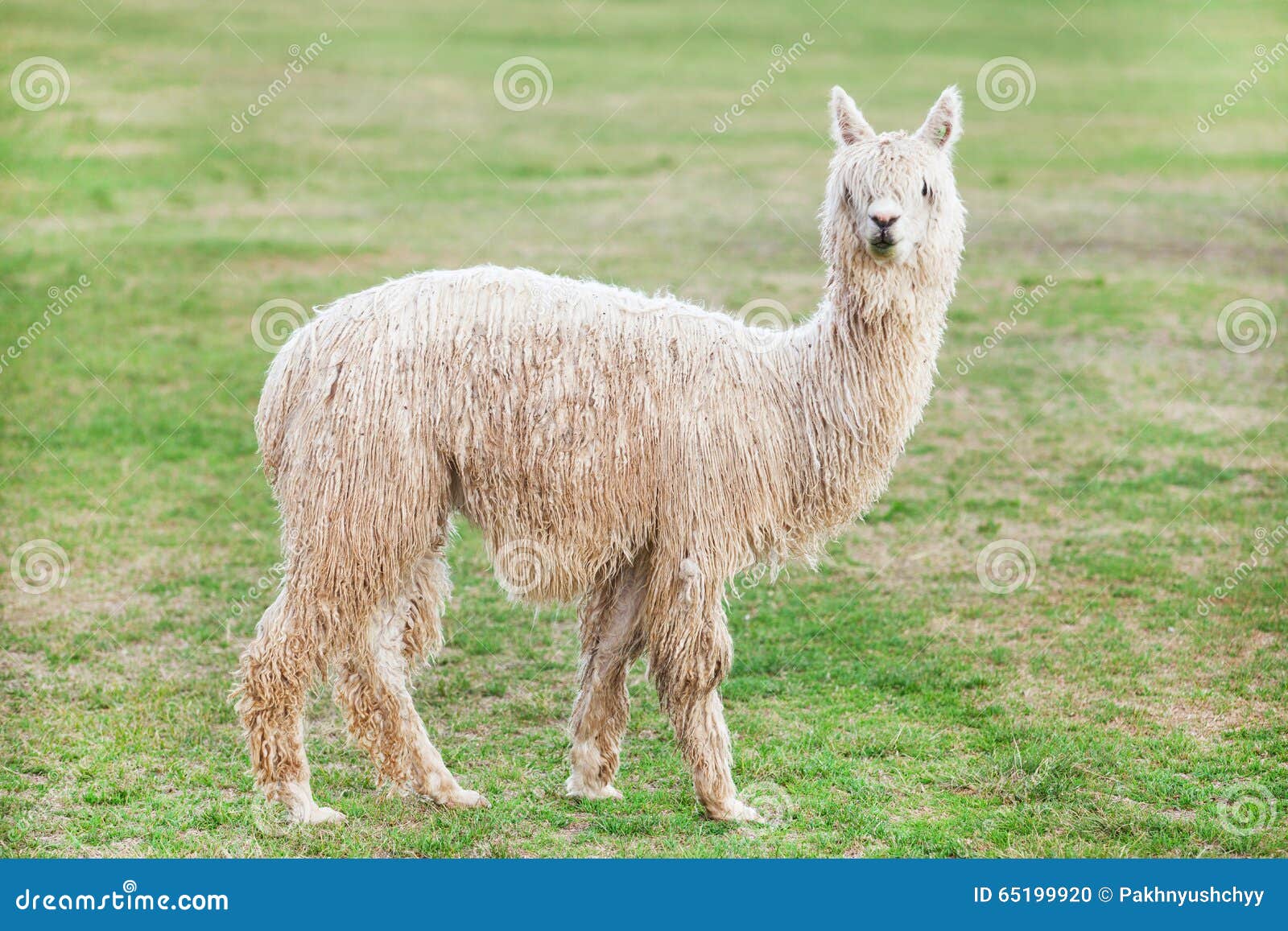 Lamas stock photo. Image of andes, inca, domestic, colorful - 65199920
