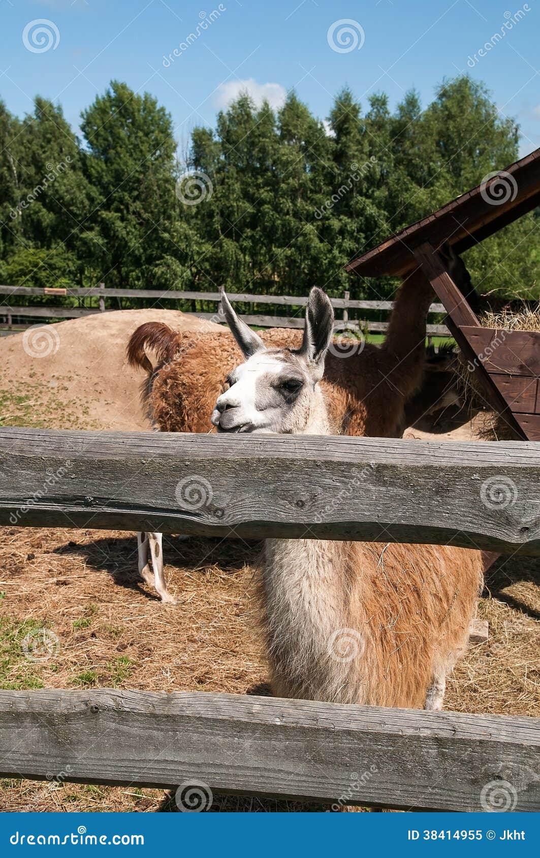 Lamas stock image. Image of lama, trees, sunny, farm - 38414955