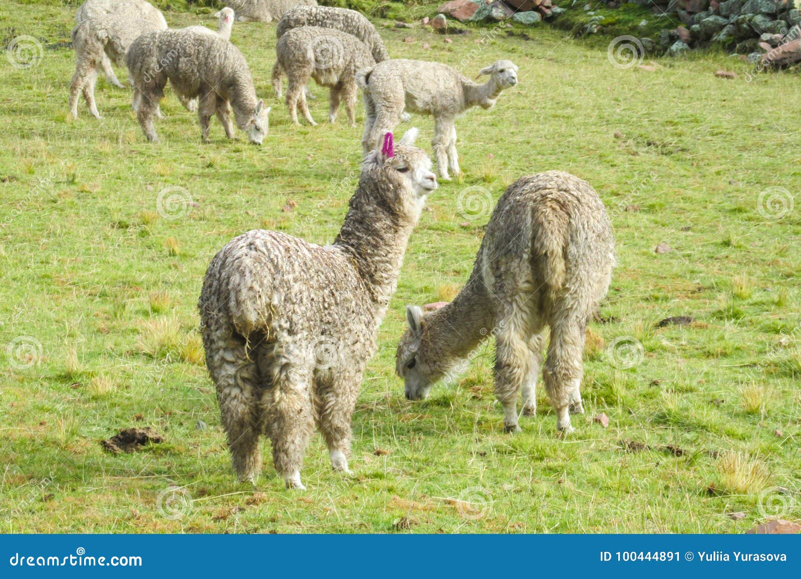 Lamas en prado verde imagen de archivo. Imagen de fauna - 100444891