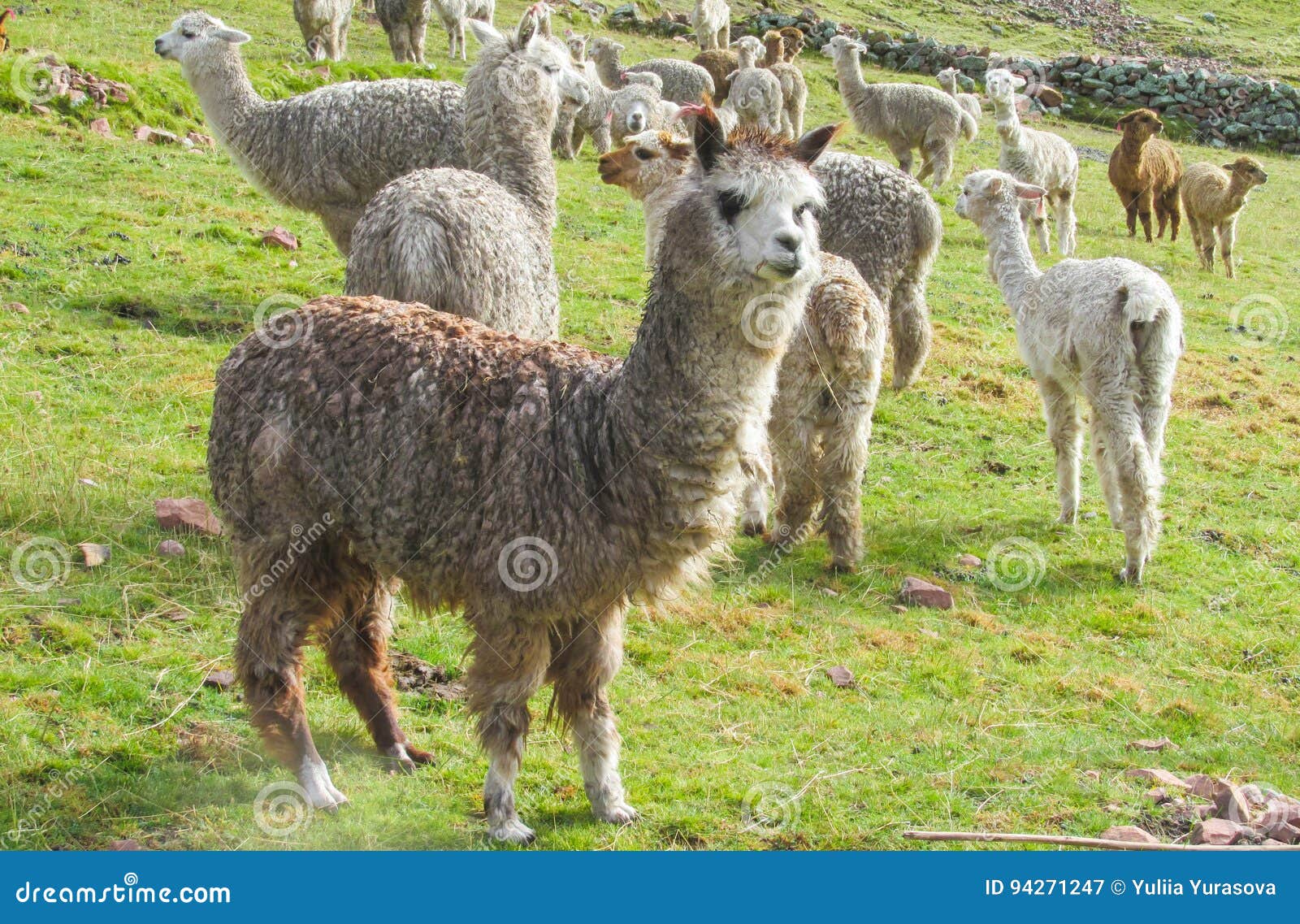 Lamas herd stock image. Image of mountains, fluffy, lama - 94271247