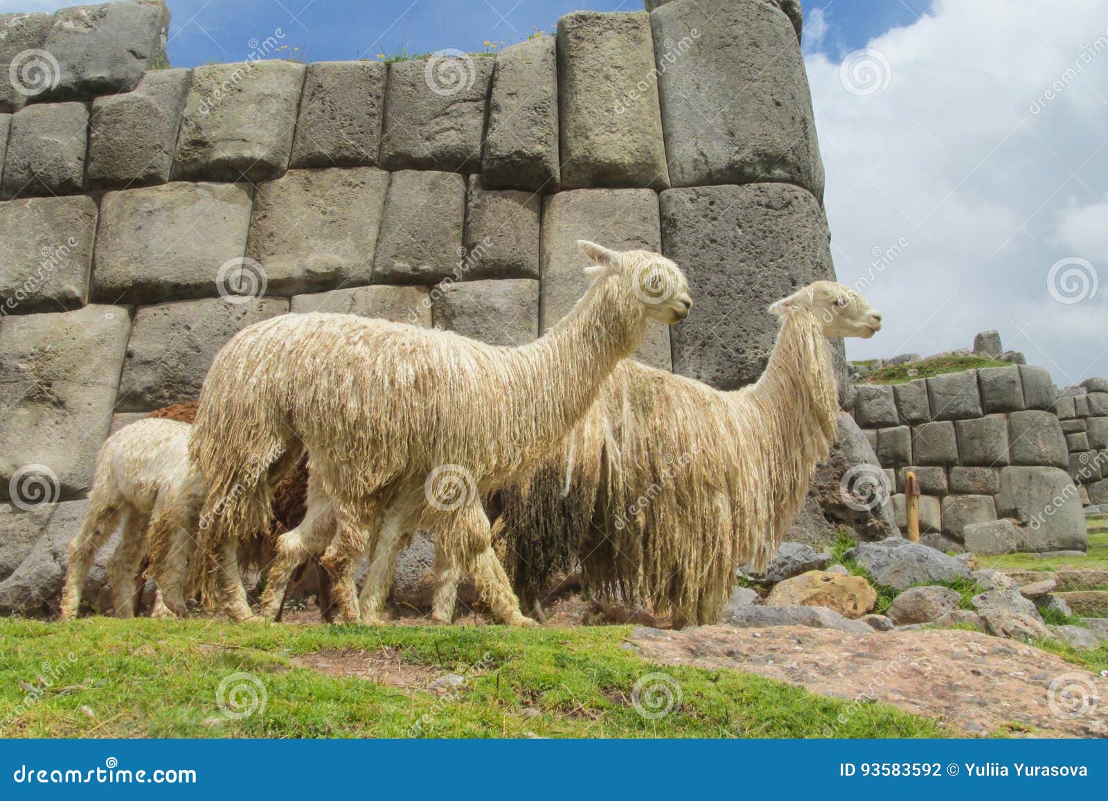 Lamas in inca ruins stock photo. Image of animal, andes - 93583592