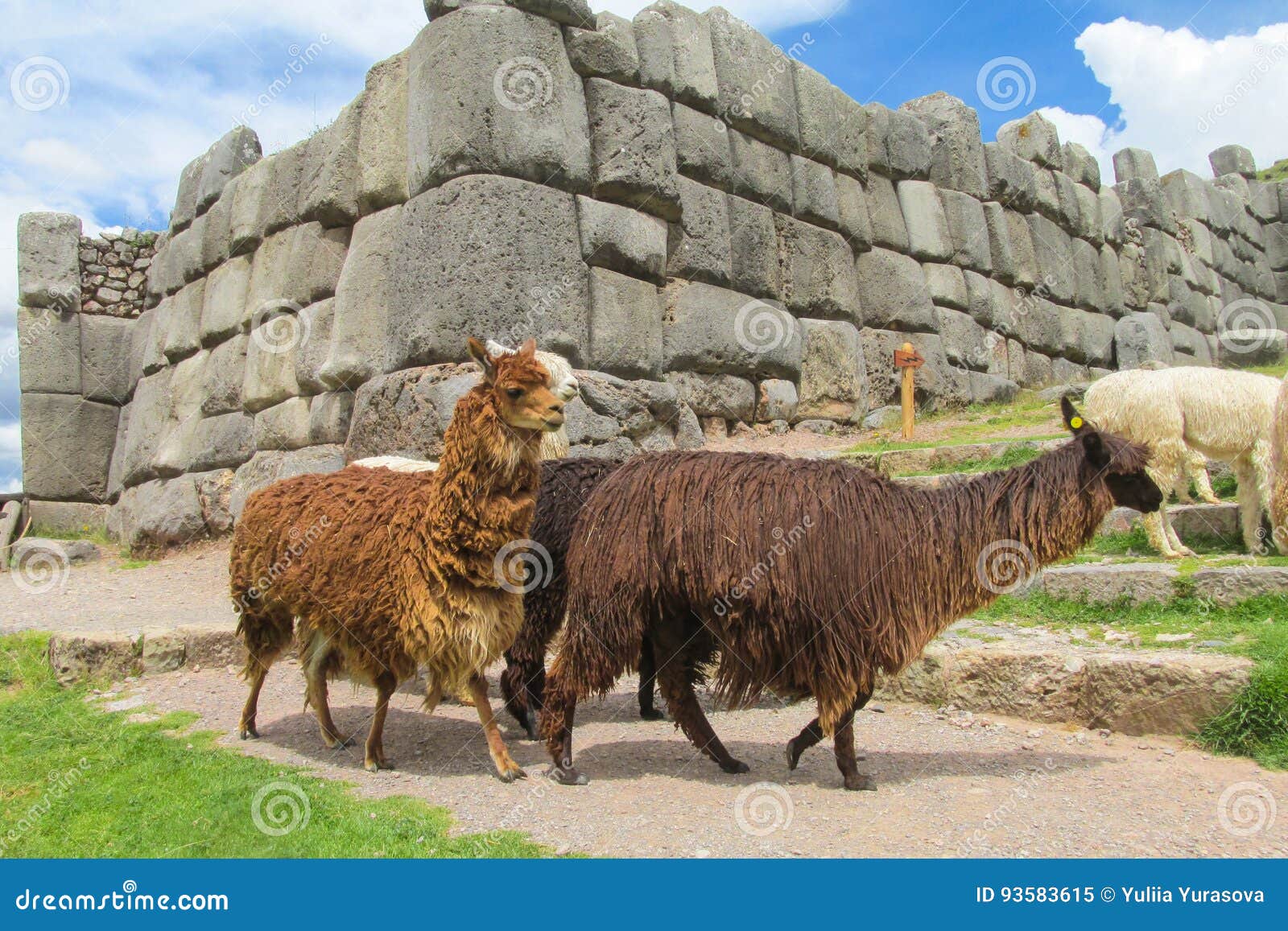 Lamas in inca ruins stock image. Image of animal, landscape - 93583615