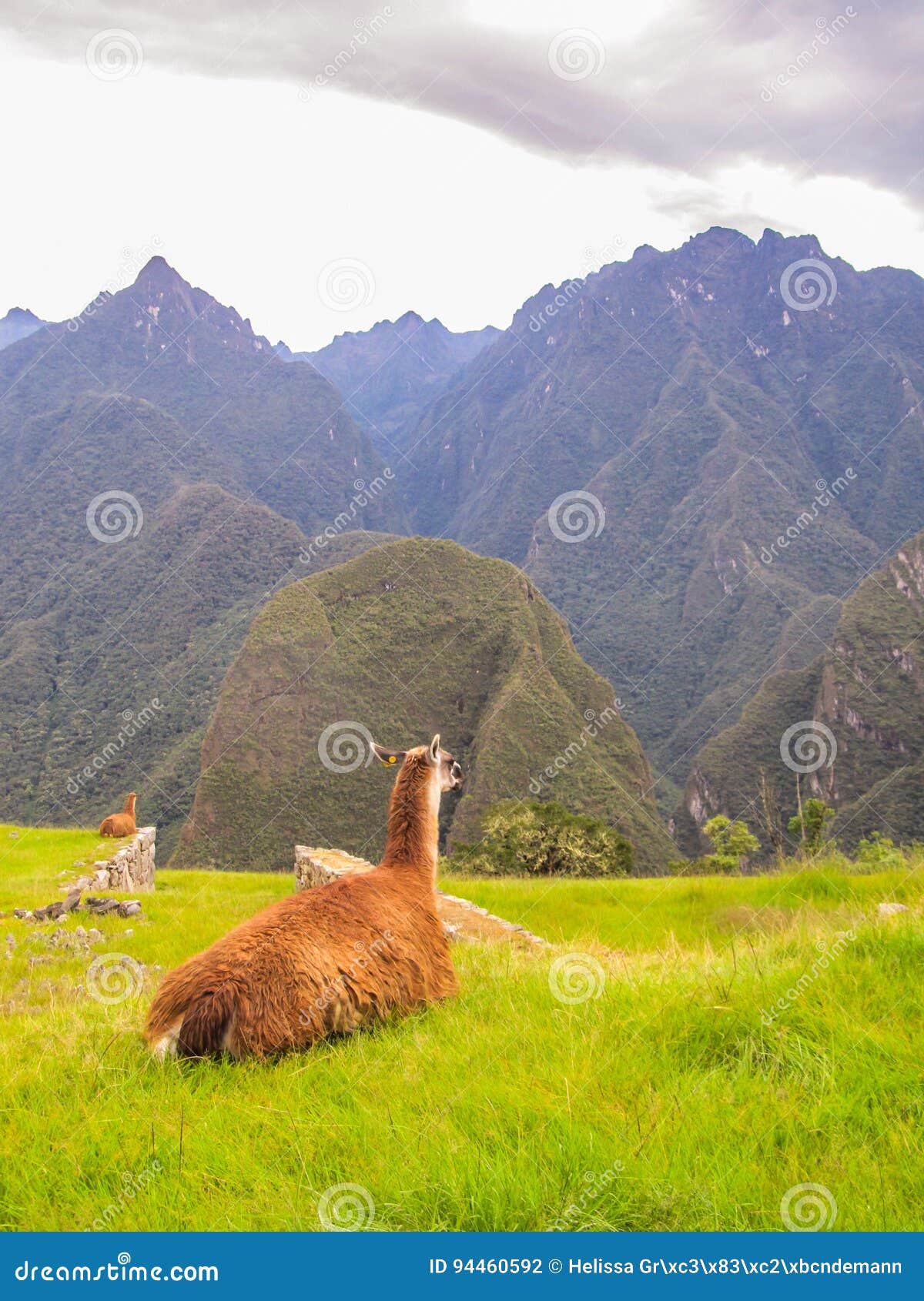 Lamas in Machu Picchu, Peru Stockfoto - Bild von peruanisch, lama: 94460592