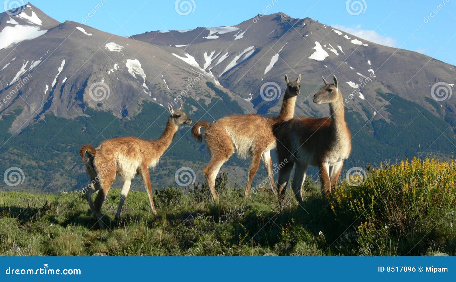 Lamas in mountains stock photo. Image of hill, lama, scenery - 8517096