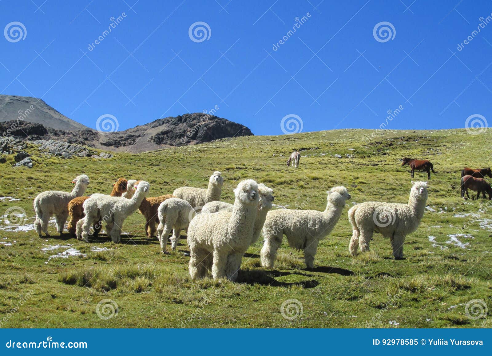 Lamas no prado verde imagem de stock. Imagem de lago - 92978585