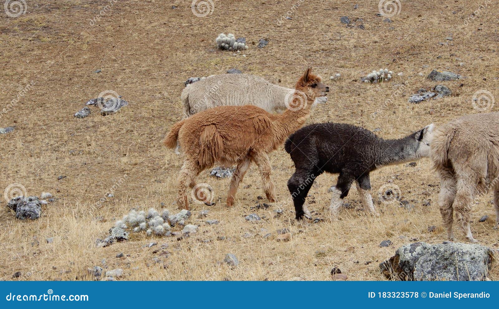 Lamas in Peru stock photo. Image of background, america - 183323578