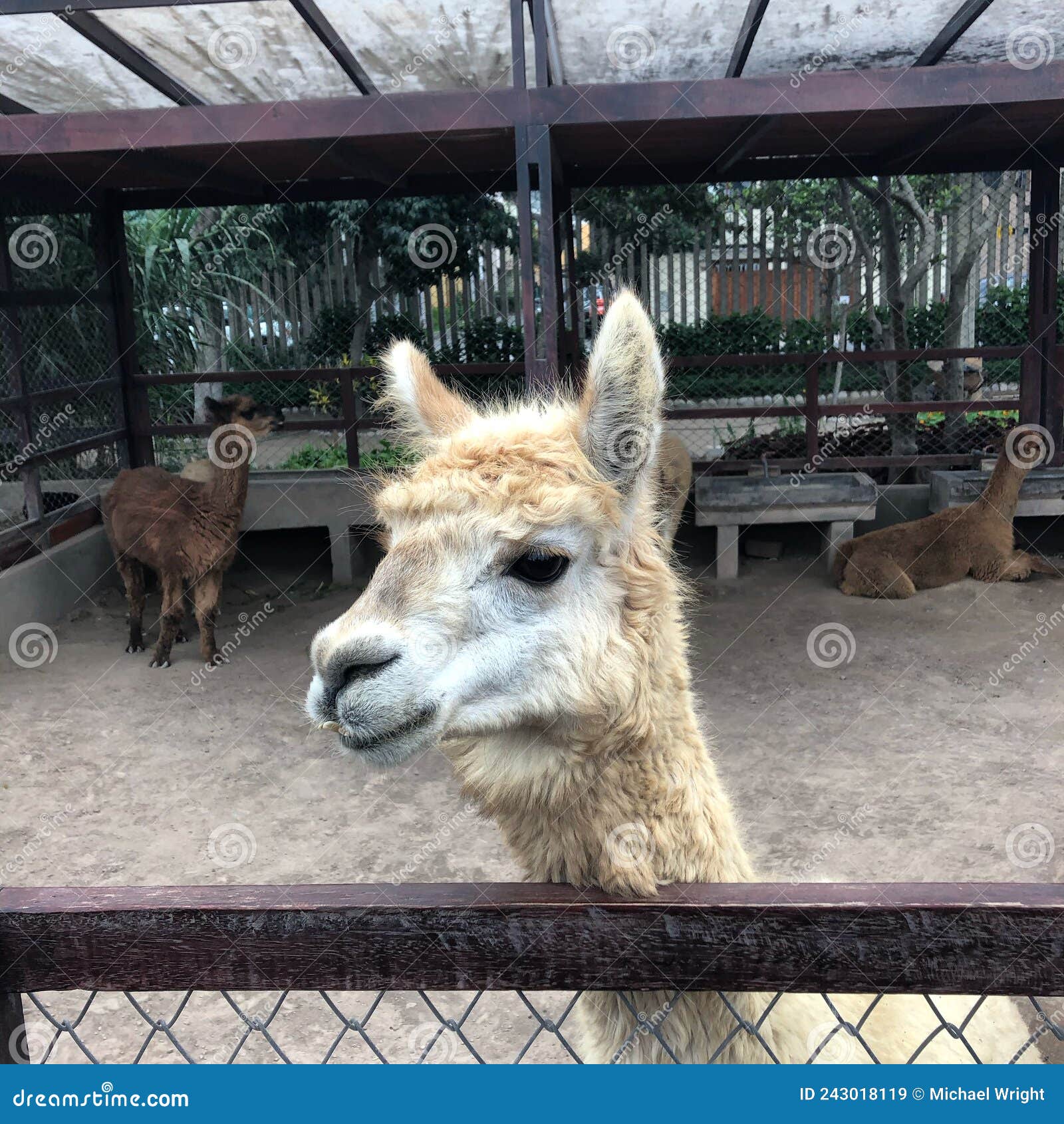 Lamas in Peru stock image. Image of lamas, animal, peru - 243018119
