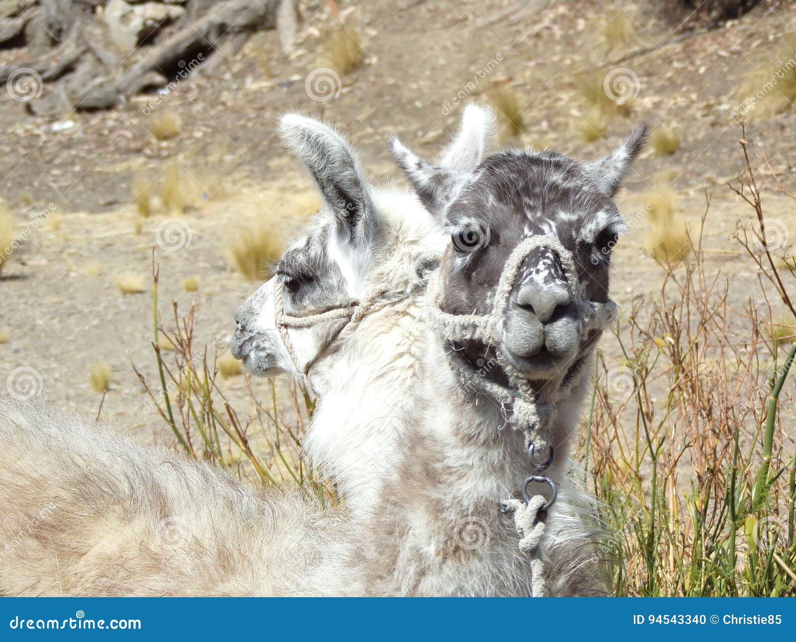 Lamas stock photo. Image of domesticated, america, portrait - 94543340