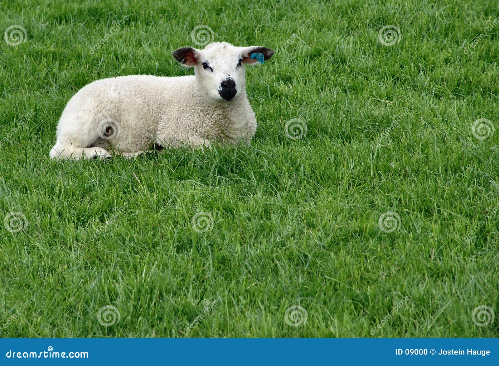 Lamb stock photo. Image of laying, peaceful, lamb, meadow - 9000